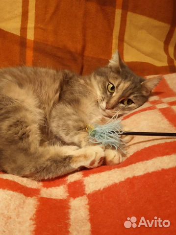 Кошка 2года