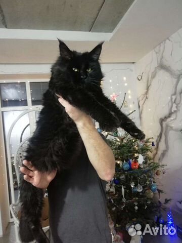 Случка кошки