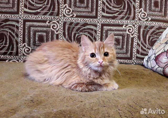 Рыжий котенок девочка 5 мес