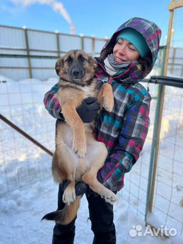 Щенок Лесси ищет дом