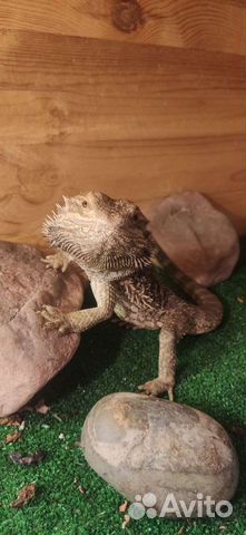 Бородатая агама