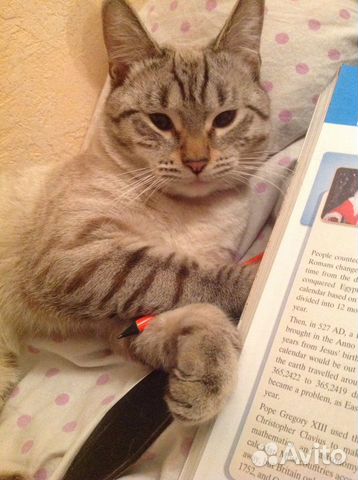 Кошка в дар