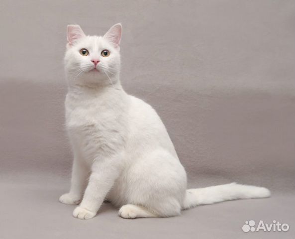 Котенок- белый ангел 9 мес. Бесплатно