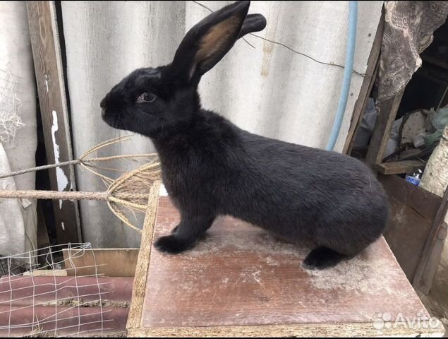 Кролик строкач самец