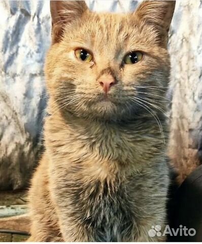 Фабричный котёнок песочного окраса