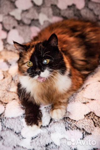 Исключительная кошечка