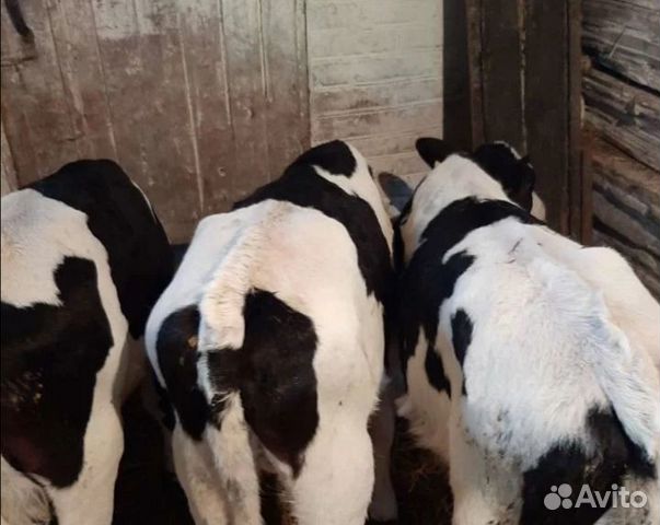 Бычки привитые 83