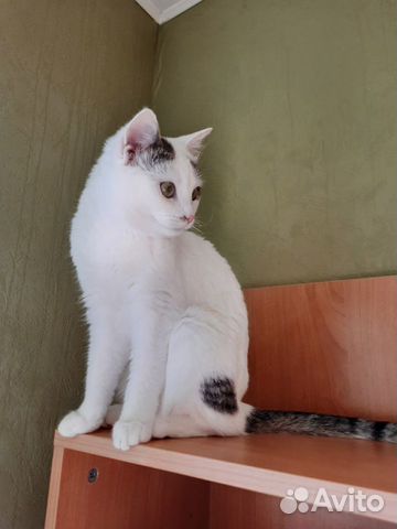 Нежная умная кошечка