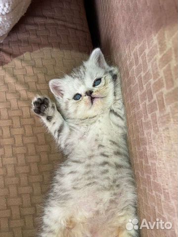 Шотландская кошечка, с лотком, кормом