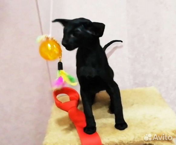 Котята ориентальные экстрим и современный тип