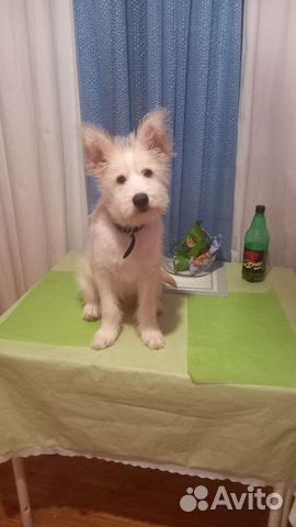 Собаки бесплатно в добрые руки щенки