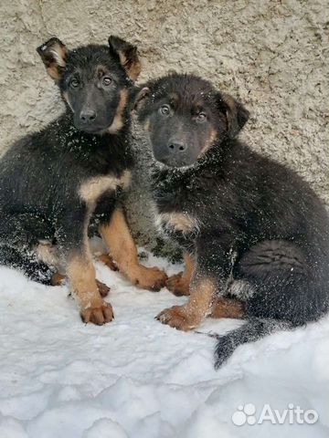 Немецкая овчарка щенки