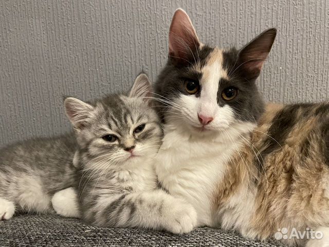 Кошка