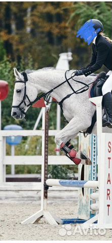 Продам лошадь