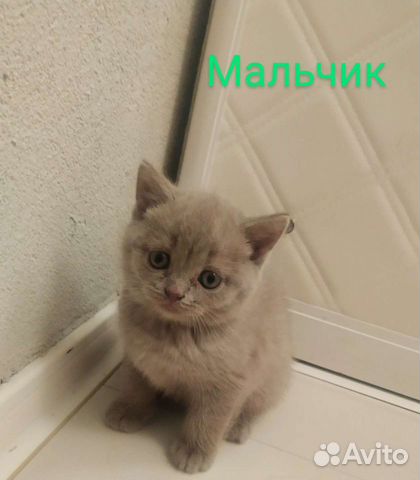 Шотландские котята