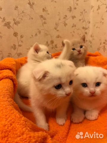 Котята Турецкой ангоры и Шотландского вислоухого