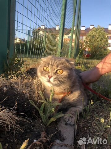 Шотландская кошка в добрые руки