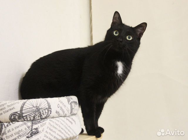 Котик Красавчик
