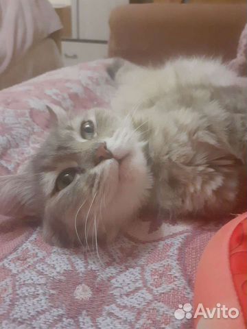 Кошка в дар