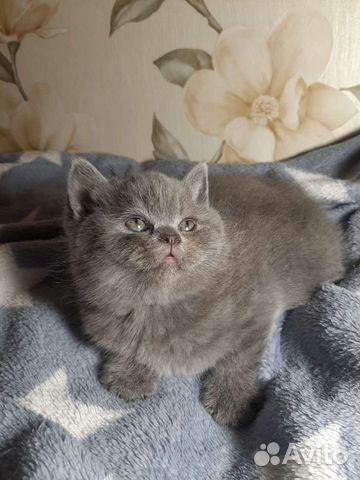 Британские котята