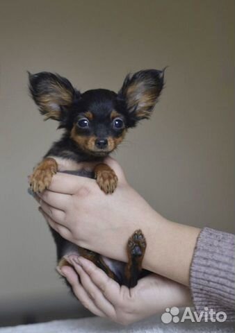 Микро мальчик, док-ты РКФ