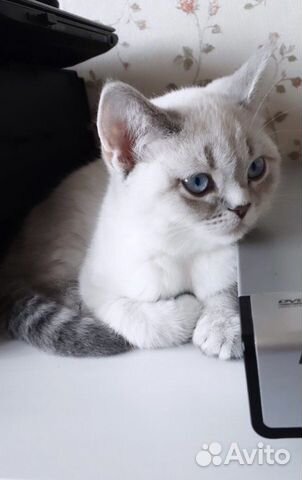 Шотландская кошка