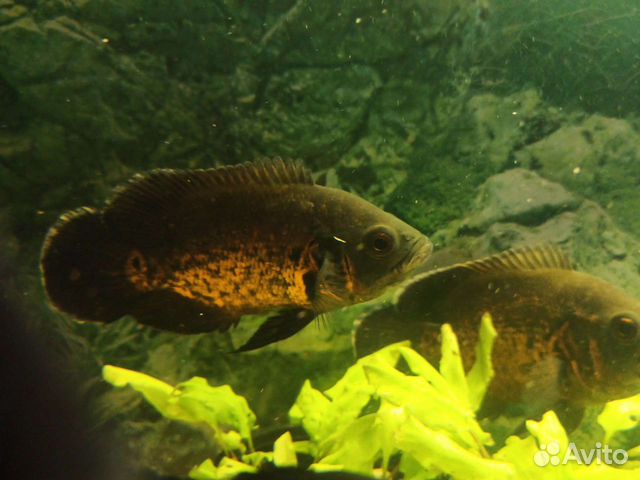 Астронотус