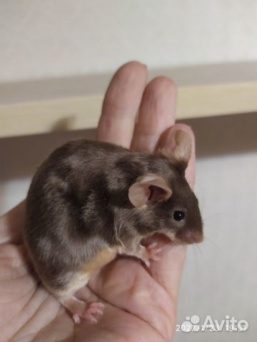 Мышка декоративная