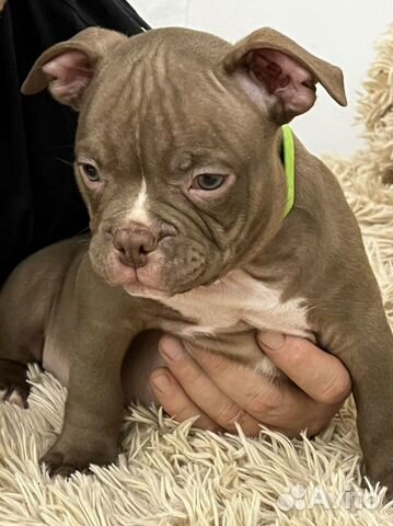 Мальчик мини Американский булли