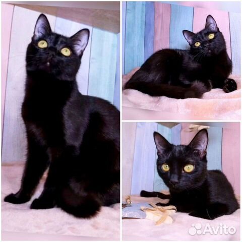 Чёрный котёнок девочка в добрые руки