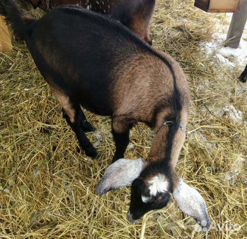 Англо нубийские козы