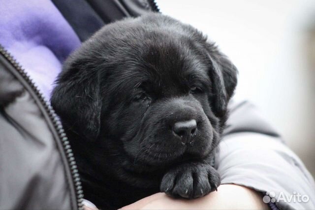 Черные лабромалыши