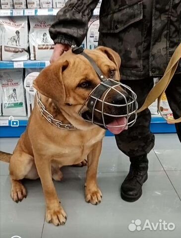 Бурбуль метис с питбулем