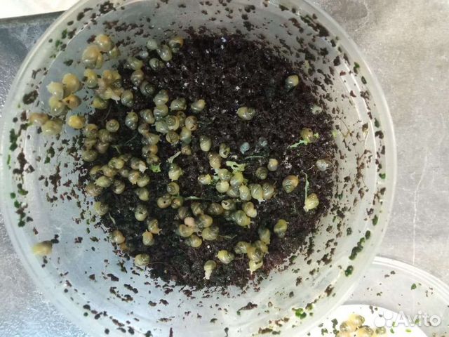 Улитки ахатины