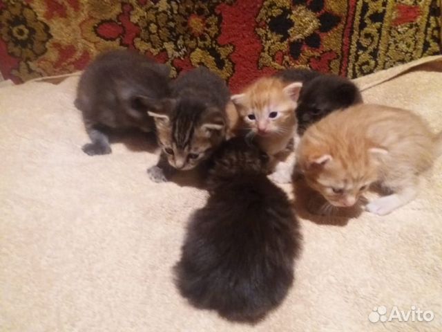 Котята в добрые руки бесплатно (читать объявление)