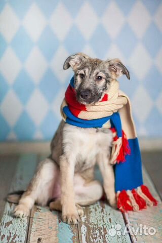 Щенок Юша 3 месяца в добрые руки