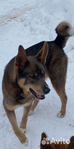 Западно сибирская лайка