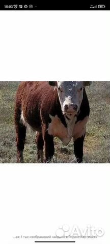 Герефорд (смесь) Ангус