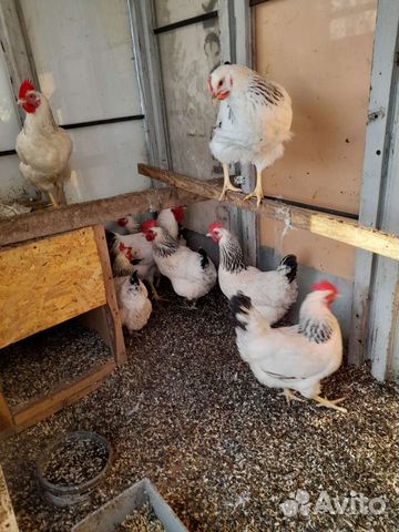 Инкубационное яйцо