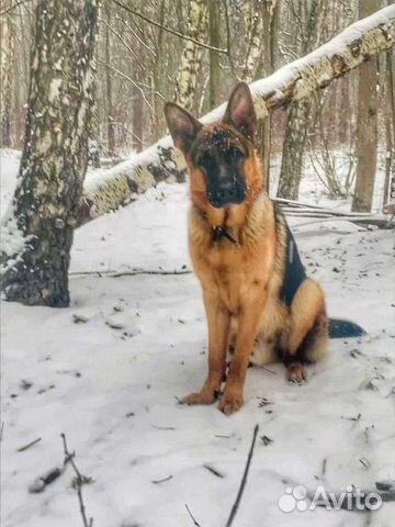 Отдам в хорошие руки немецкую овчарку