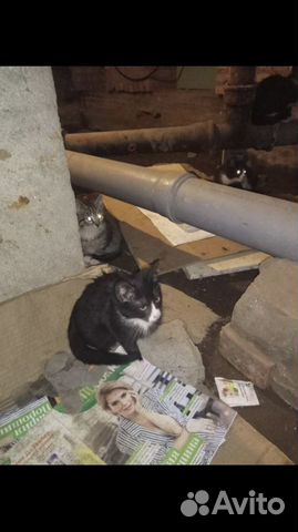 Котята в подвале