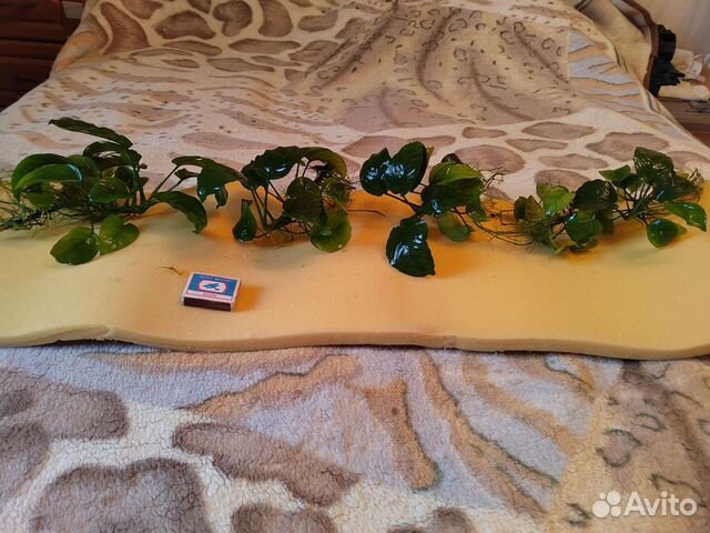 Анубиас карликовый