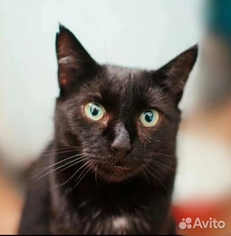 Грациозная пантерочка ищет дом