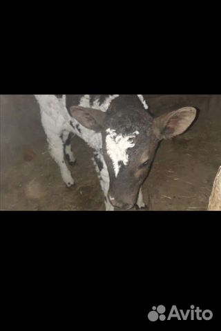 Телёнок бычек