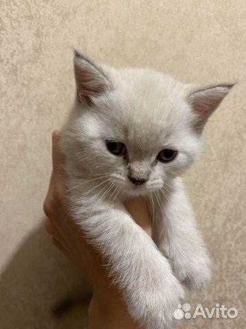 Шотланский котенок прямоухий
