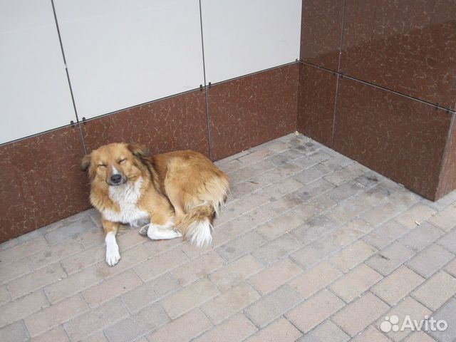 Отдам в добрые руки