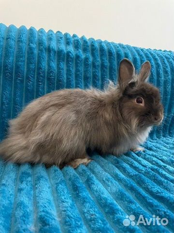 Декоративные кролики