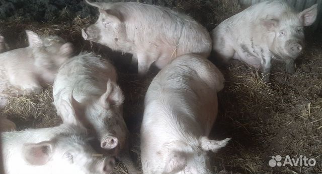 Свиньи живым весом