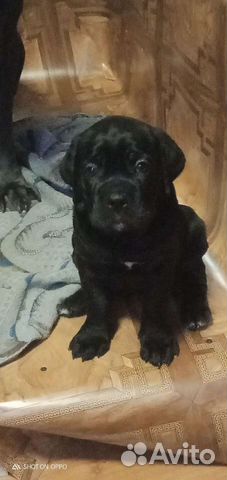 Щенок Кане Корсо