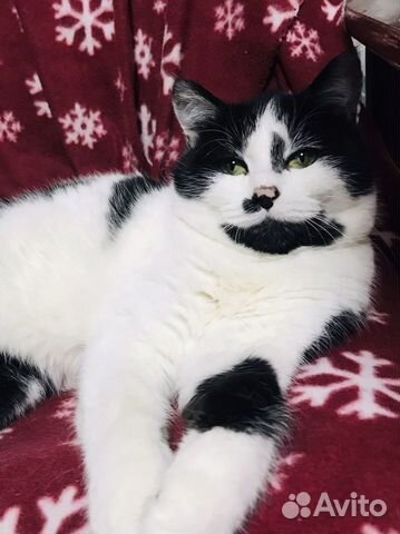 Котенок кошечка малышка Букля